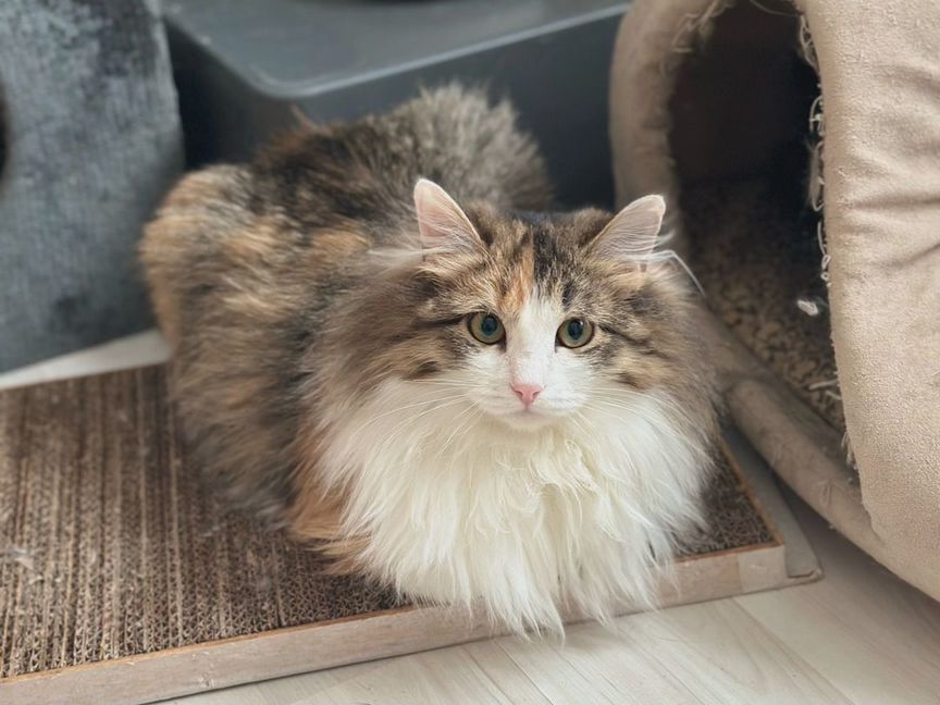 Молодая кошечка Пуговка, ей 6 месяцев