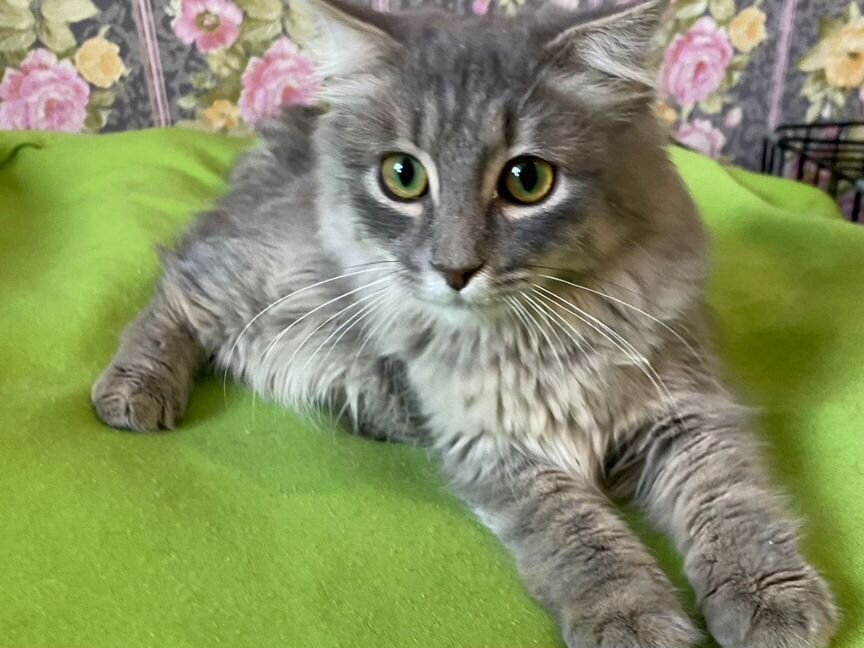 Котенок милота