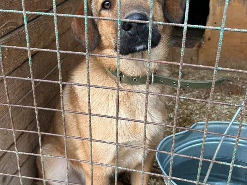 Отдам собаку бесплатно