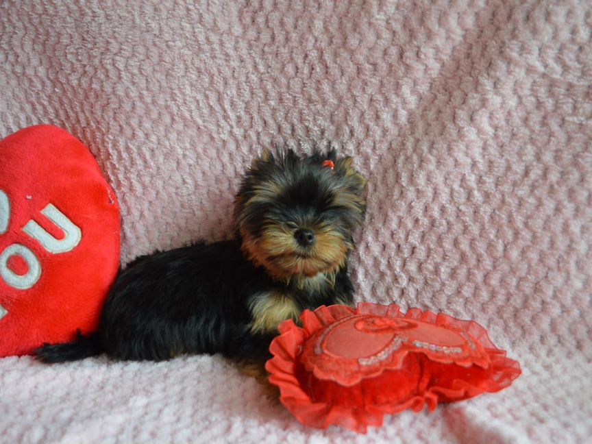 Йоркширский терьер девочка