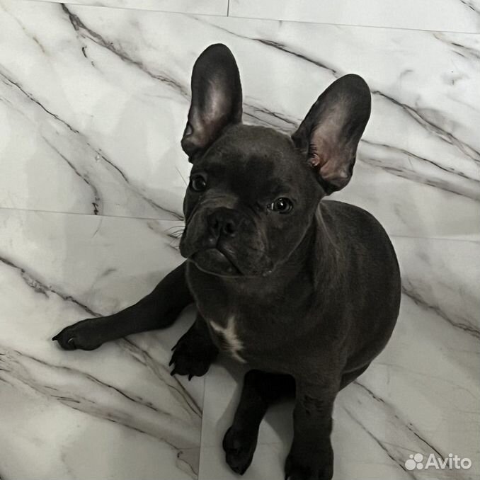 Мраморный француз