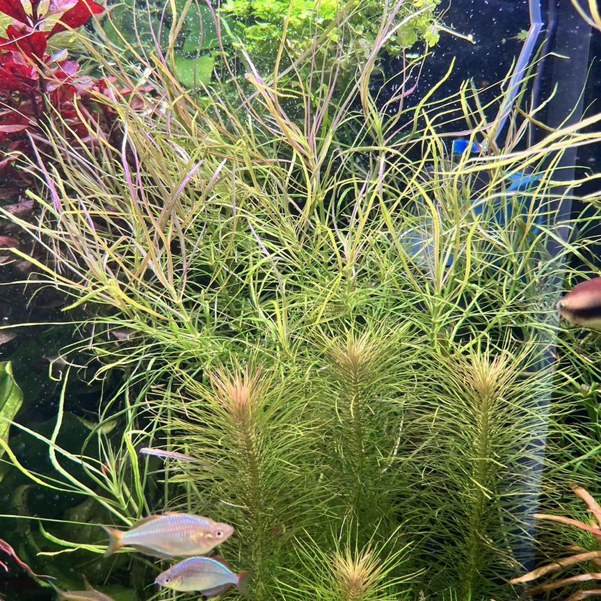 Аквариумное растение