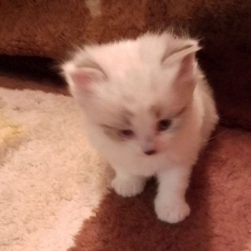 Отдам в добрые руки котят хороши для детей