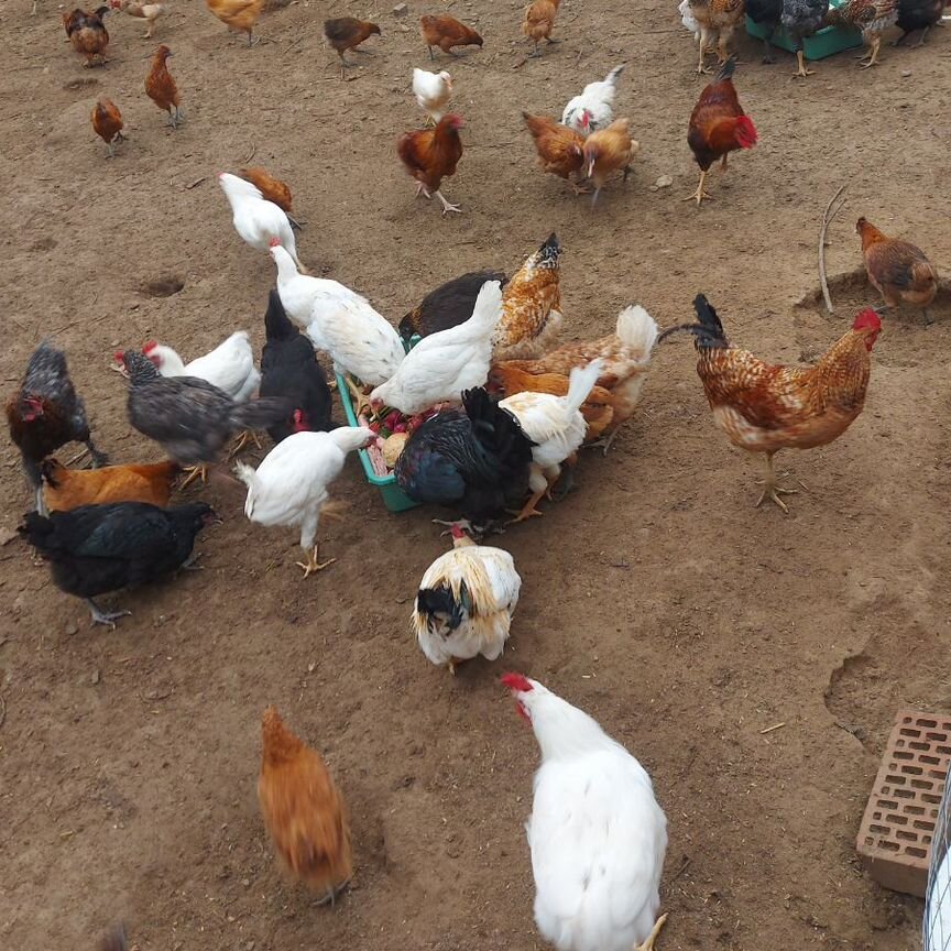 Куры несушки и Петухи