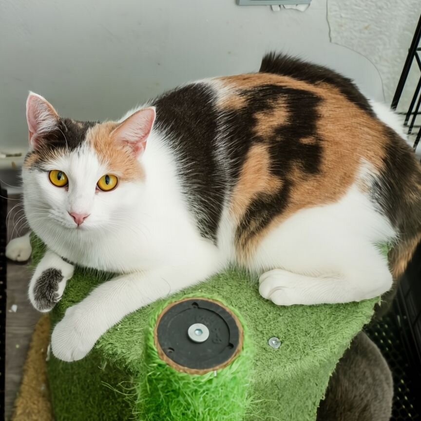 Взрослая кошка в добрые руки