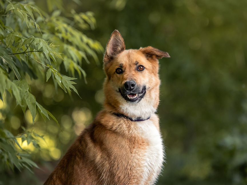 Рыжая собака в добрые руки