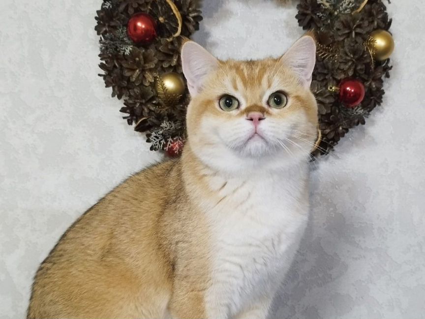 Котики