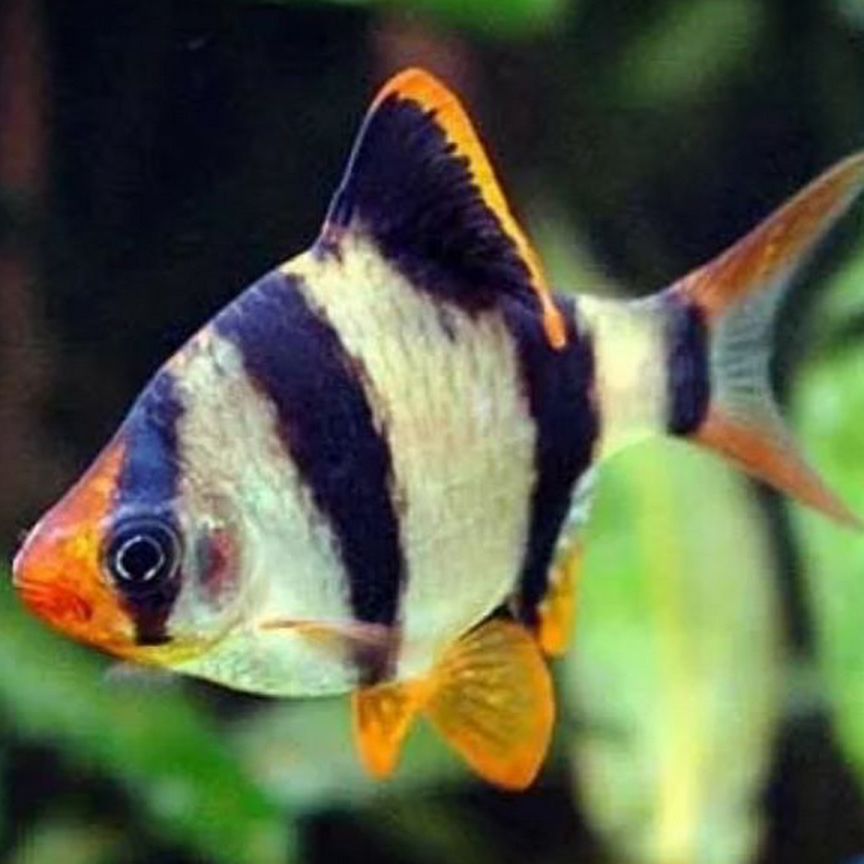 Барбусы суматранские производители