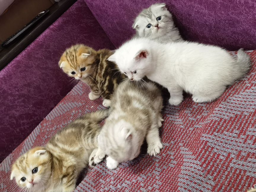 Шотландские котята