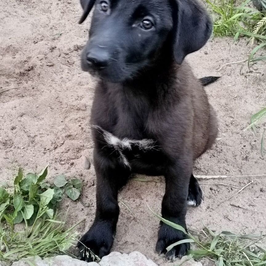 Черные щенки