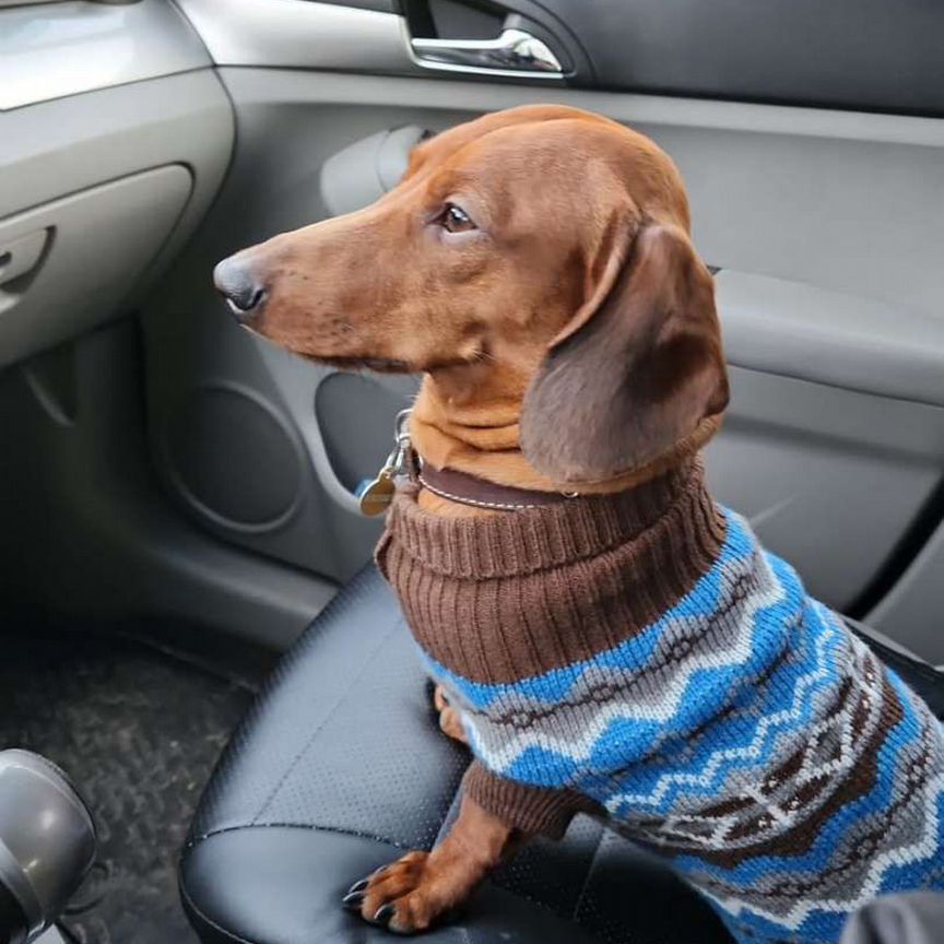 Кобель такса для вязки