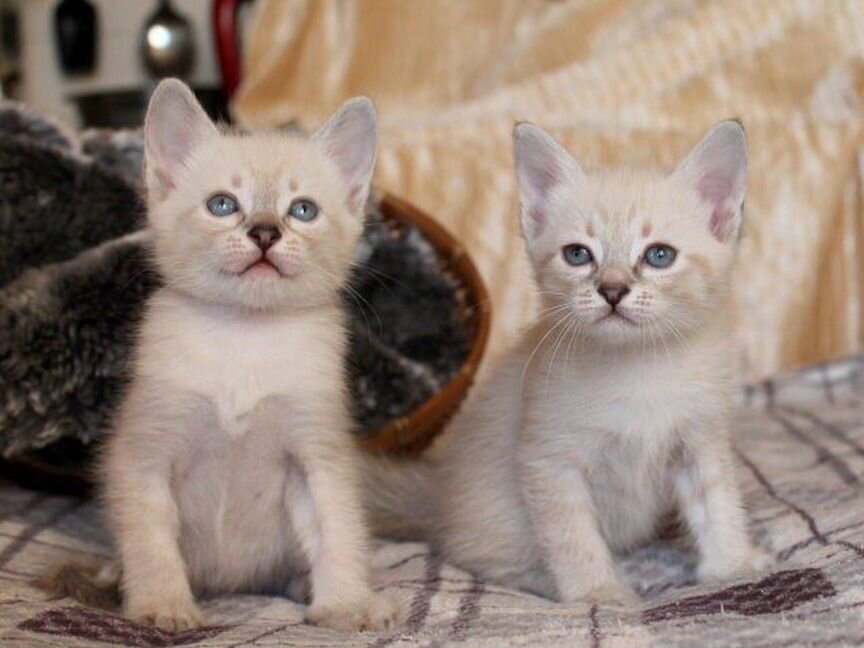 Тайские редкий окрас котятки