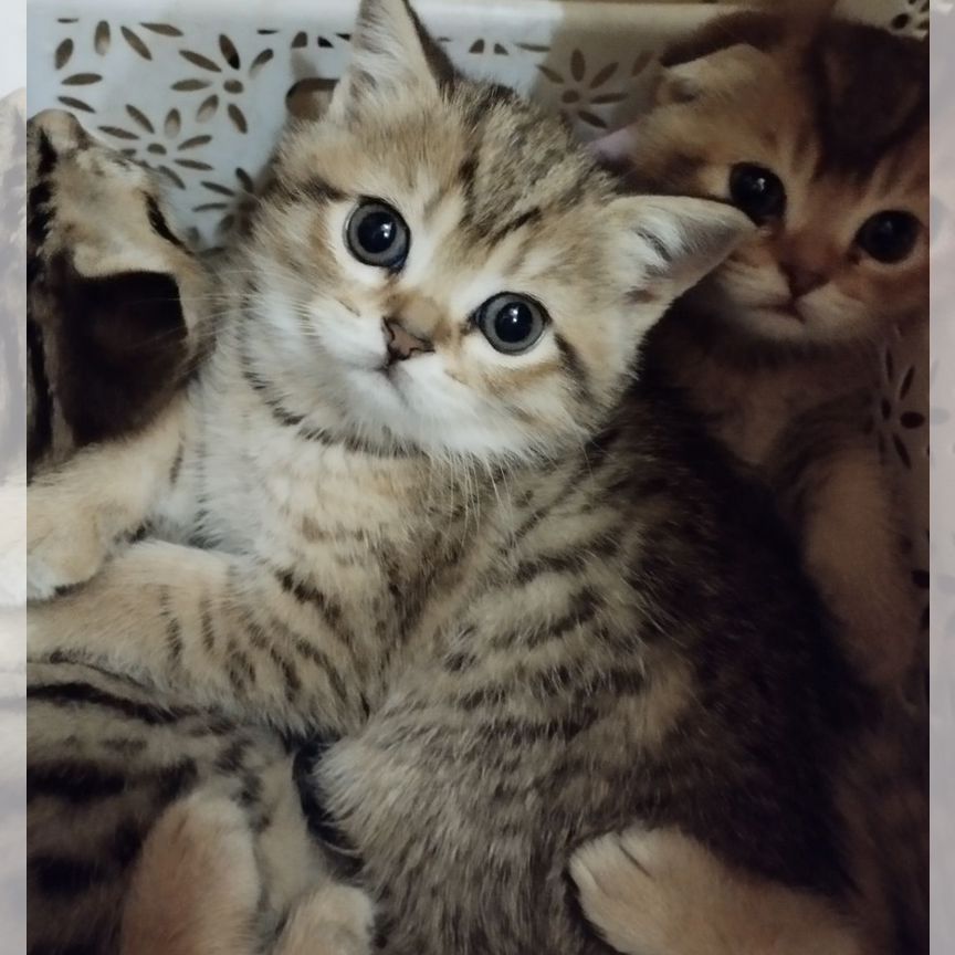 Шотландский вислоухий короткошёрстный котёнок