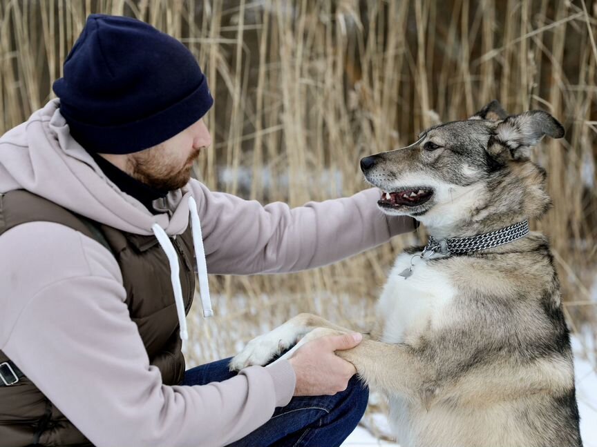 Пёс ищет семью