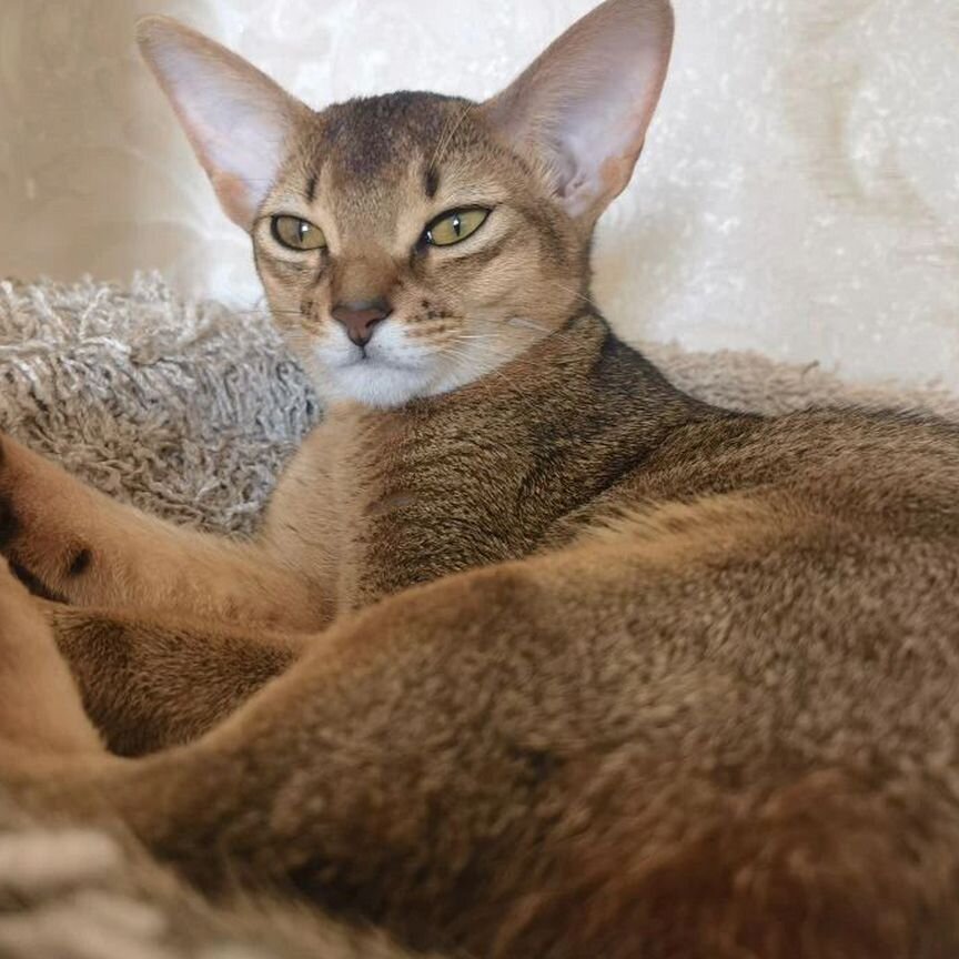 Абиссинский котёнок