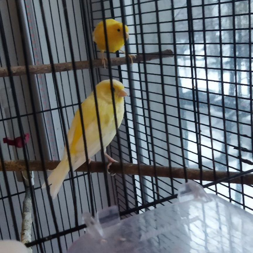 Пара канареек