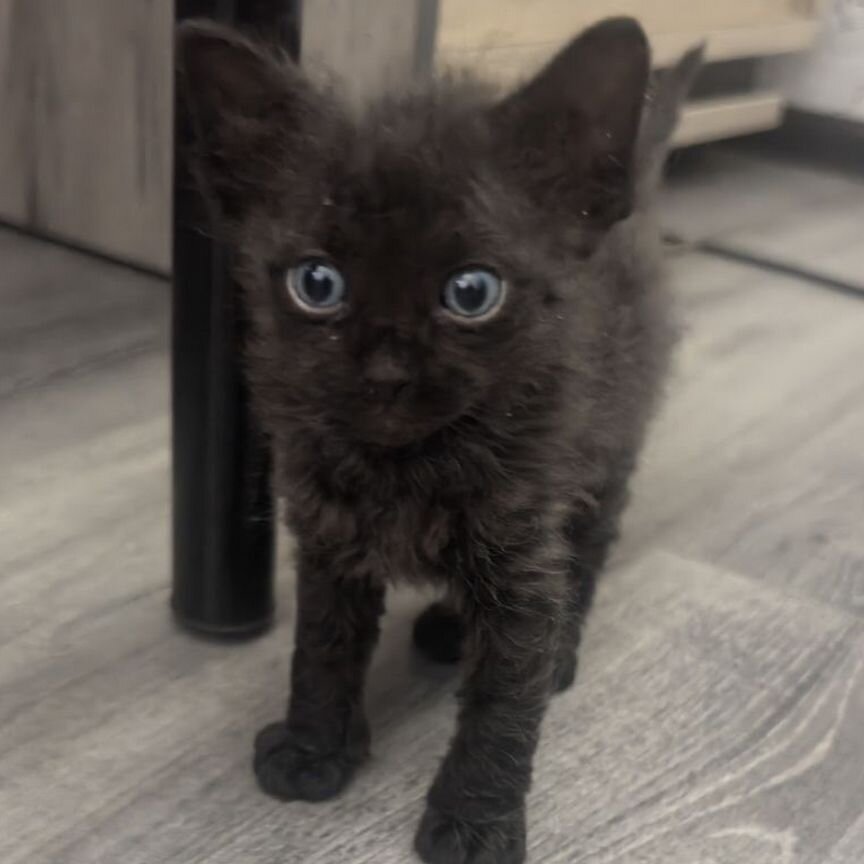 Донской сфинкс котёнок