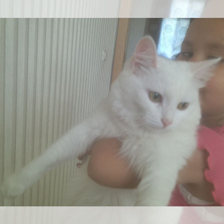 Отдам кошку в добрые руки