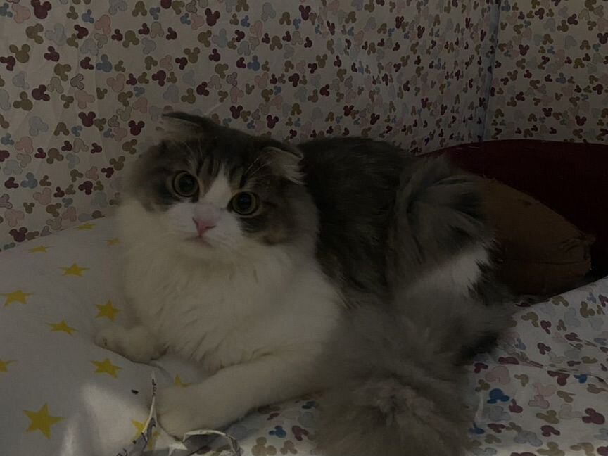 Котенок