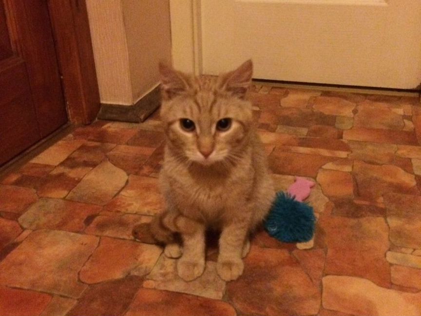 Отдам в добрые руки