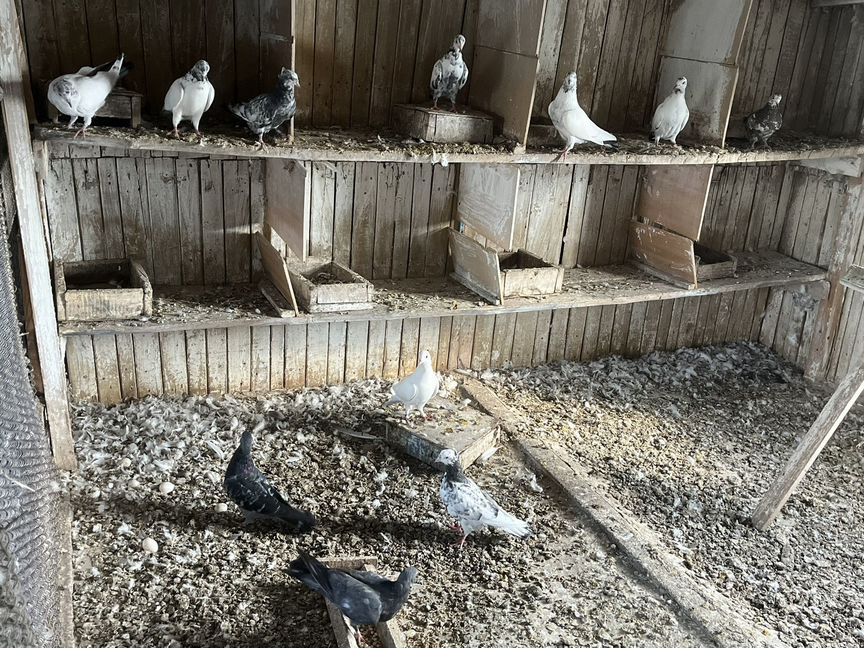 Продажа голубей