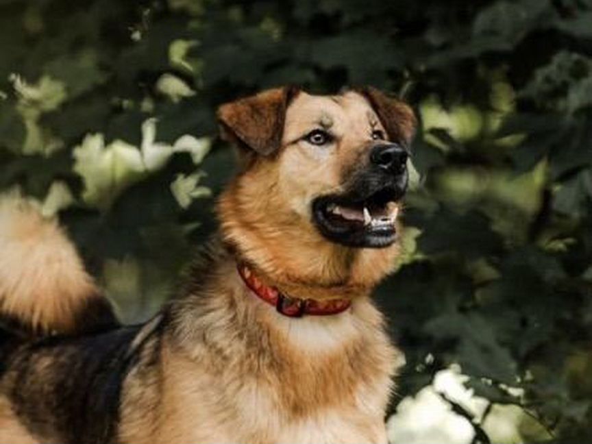 Рыжий красавец Тим ждет свою семью