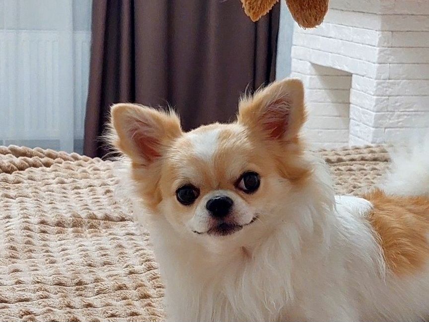 Вязка чихуахуа кобель