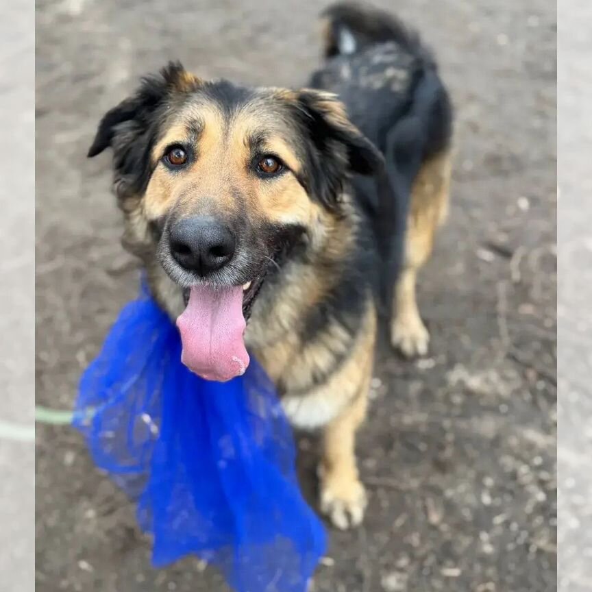 Взрослая собака в добрые руки