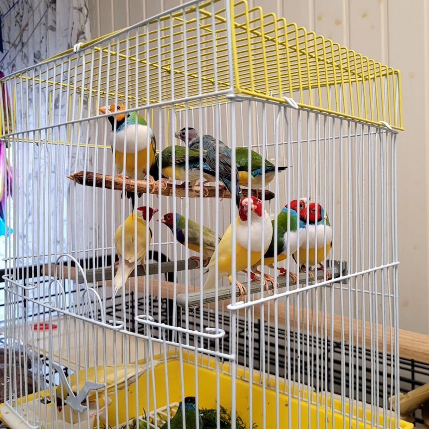 Амадина гульда