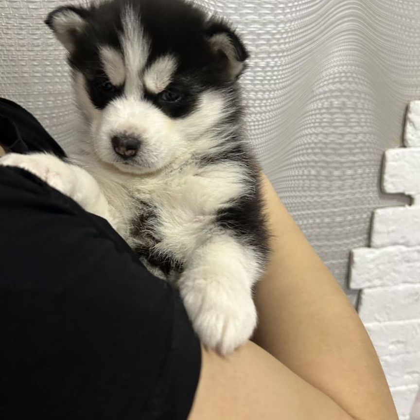 Сибирский хаски