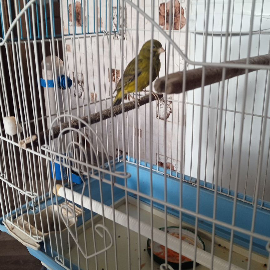 Кенара и канарейки