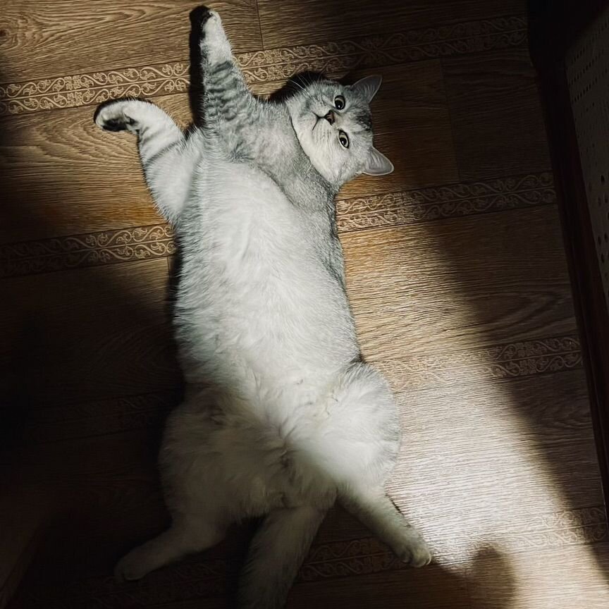 Британский длинношёрстный, взрослый кот