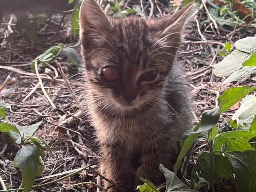 Котенок без глазика