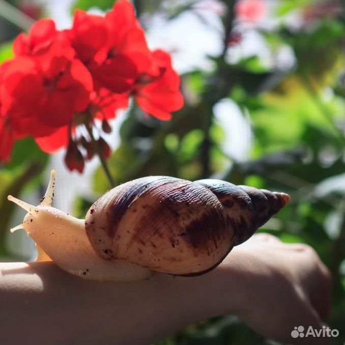 Улитка ахатина 4 года