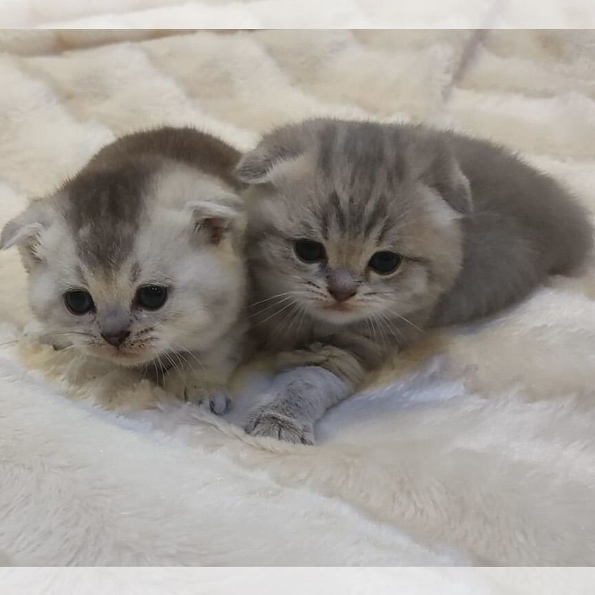 Шотландская серебряная шиншилла