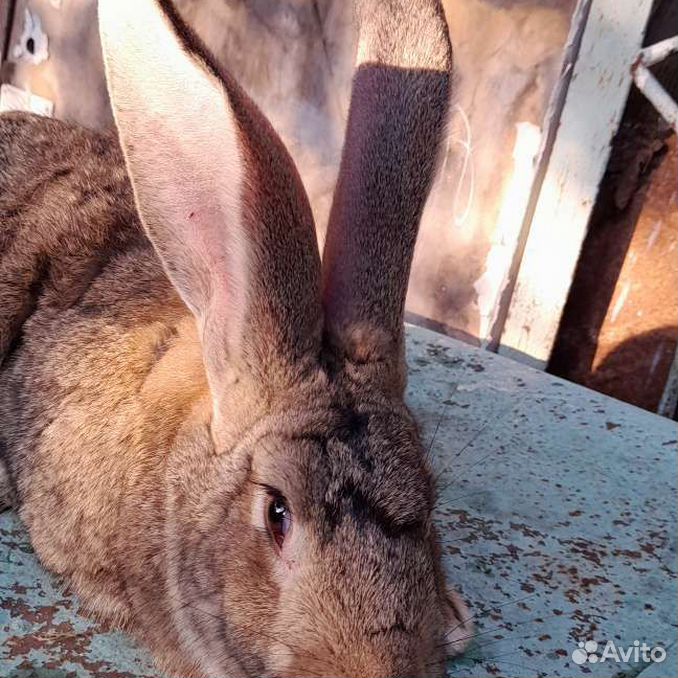 Кроль ризен