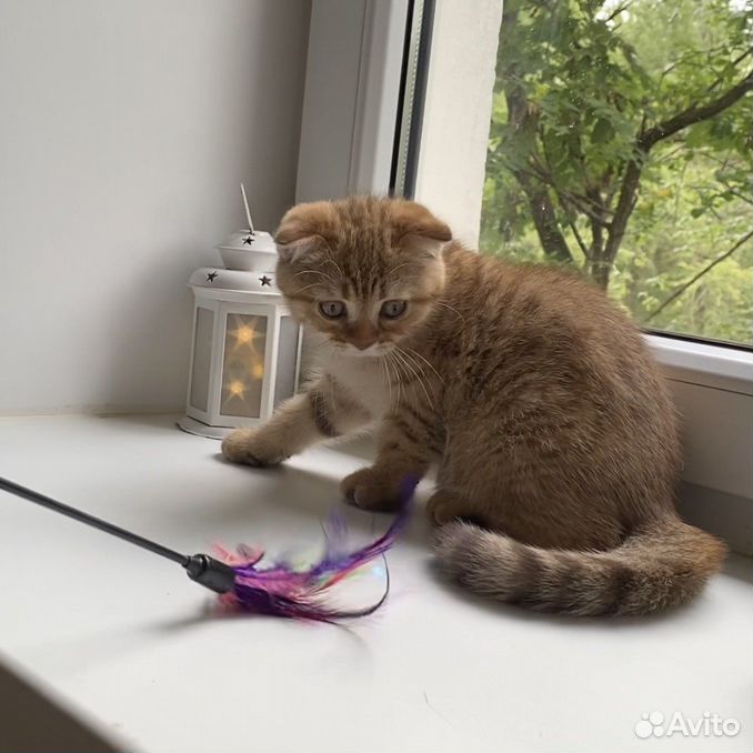Вислоухий котенок тигренок окрас шоколадный табби