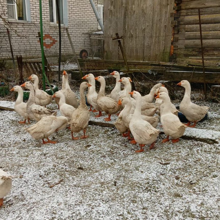 Гуси домашние