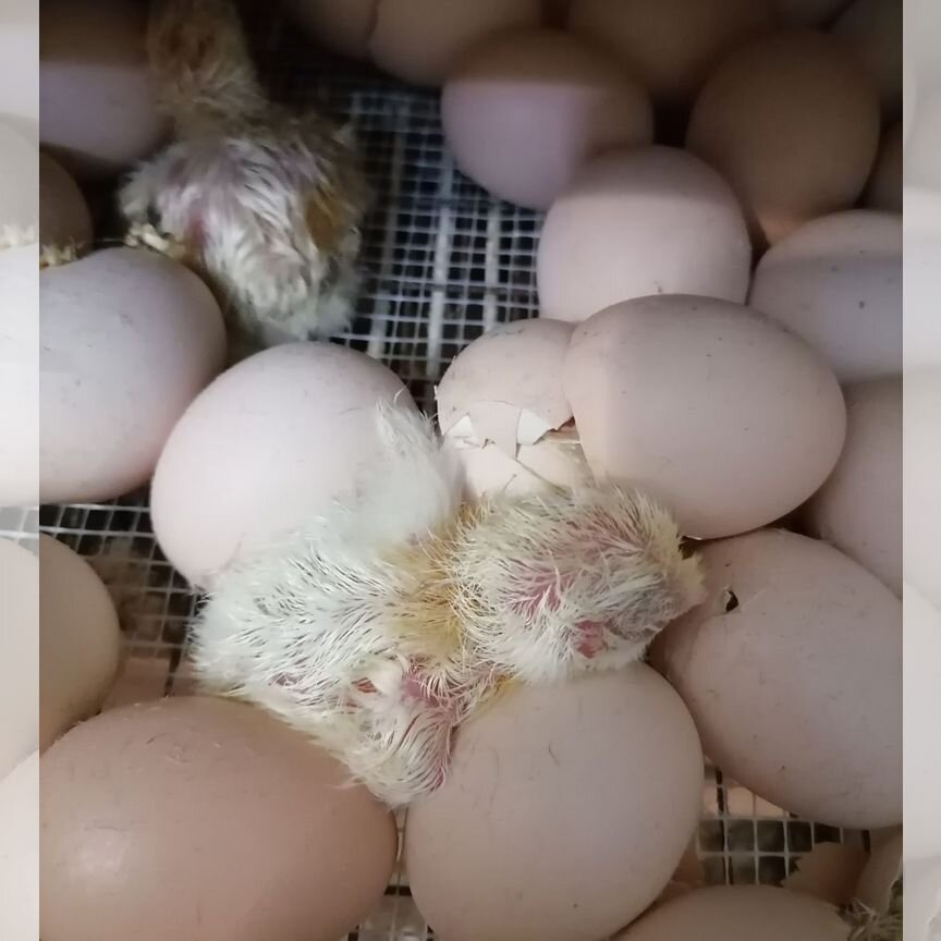 Бройлеры Росс 308