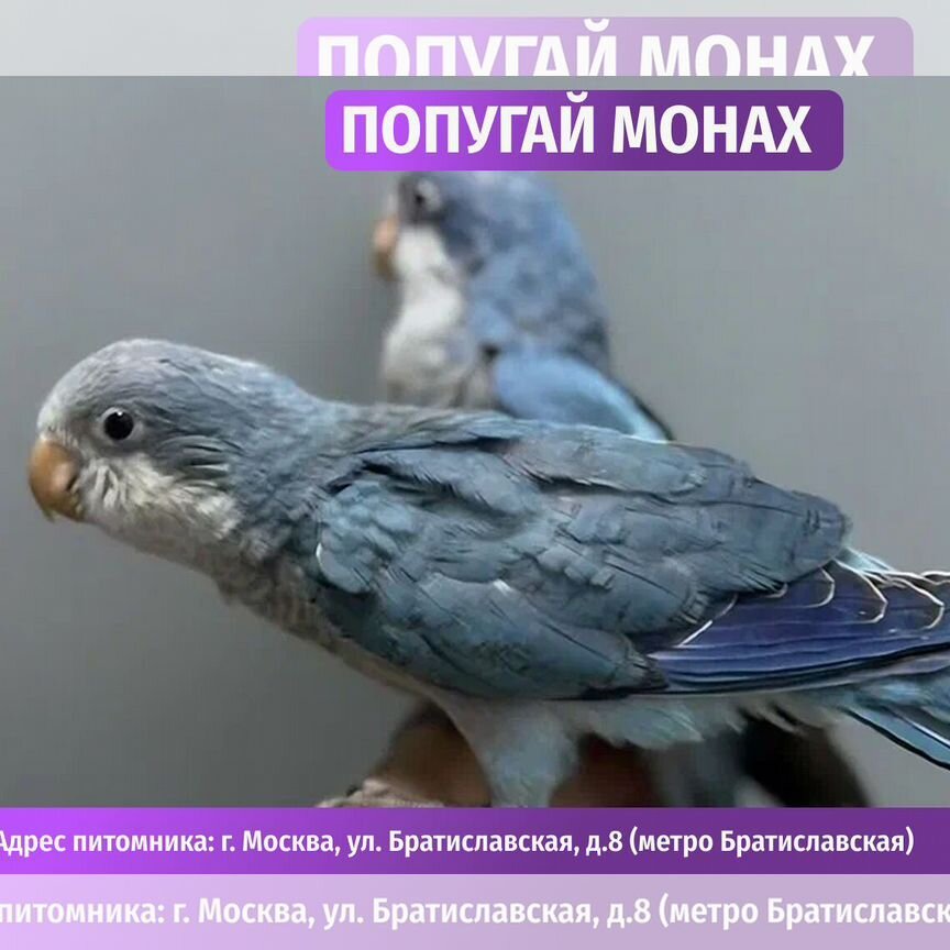 Попугай Монах
