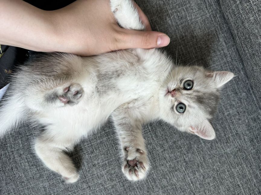 Британские котята шиншилла