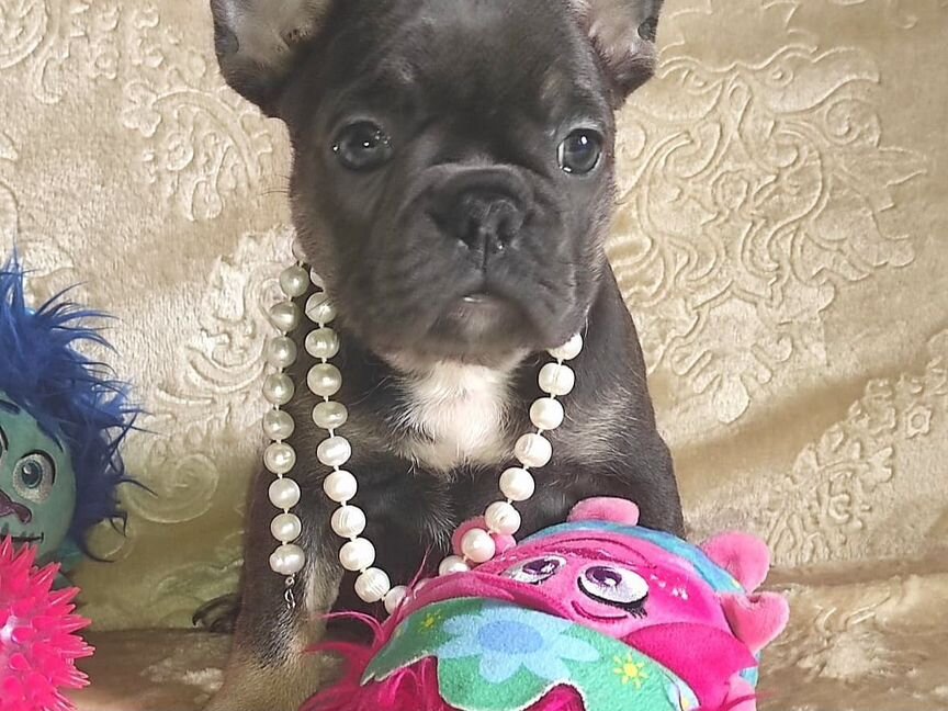 Шикарная француженка