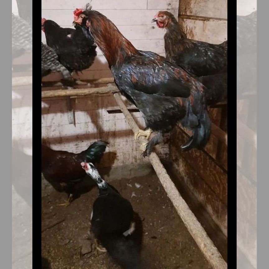 Петухи живые