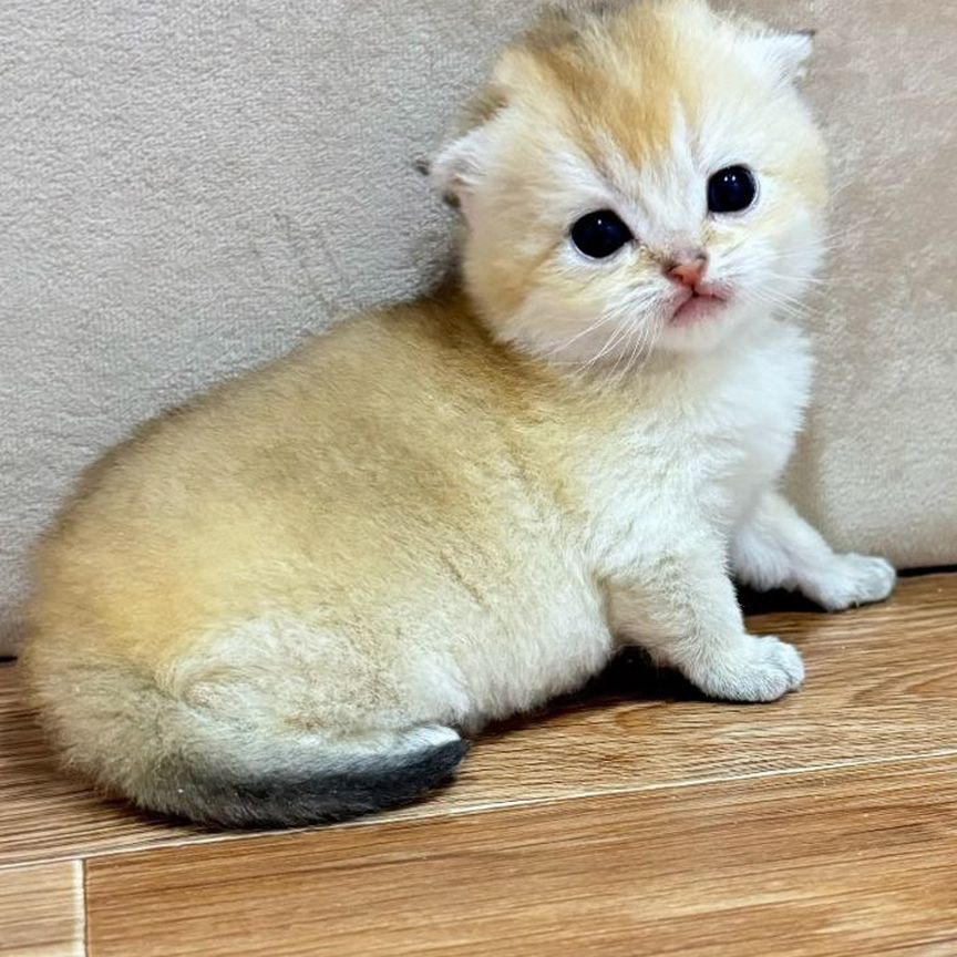 Шотладские вислоухие и прямоухие котята
