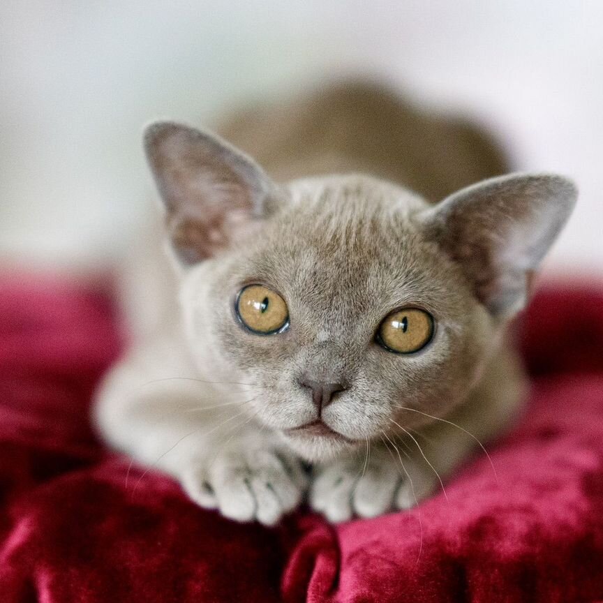 Бурманский котик