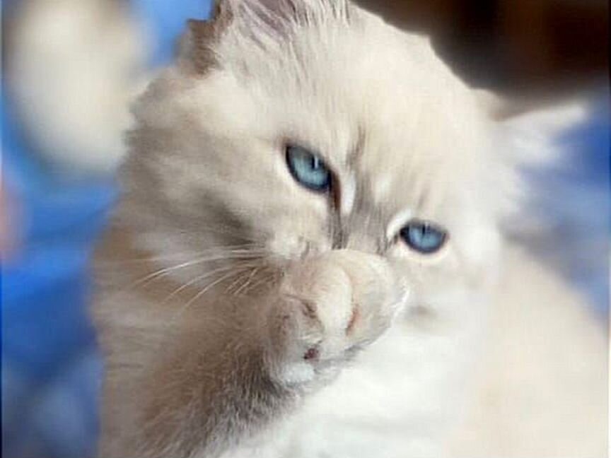 Невская маскарадная девочка