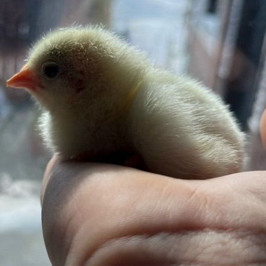 Цыплята бройлеры