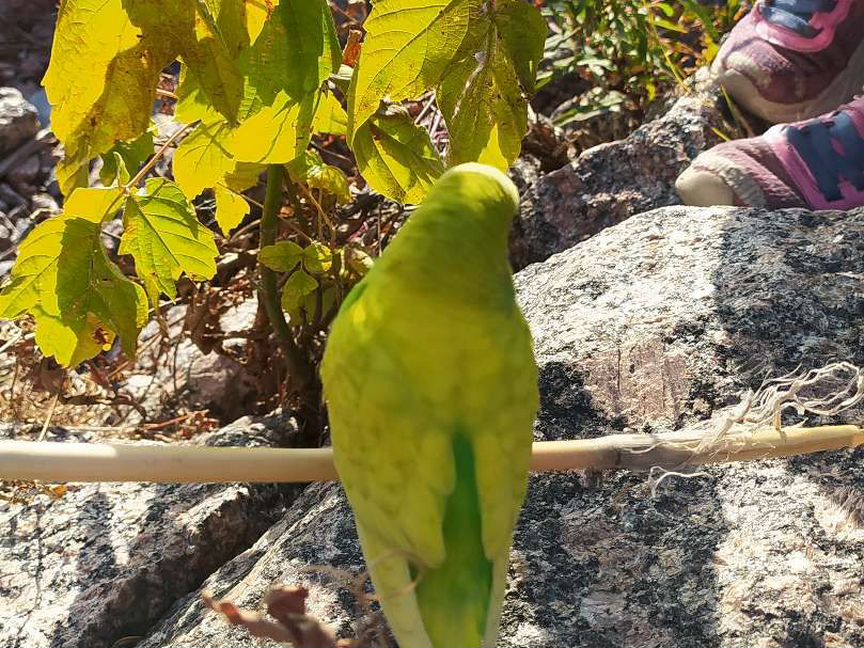 Найден волнистый попугай