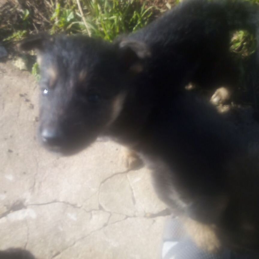 Щенки от немецкой овчарки