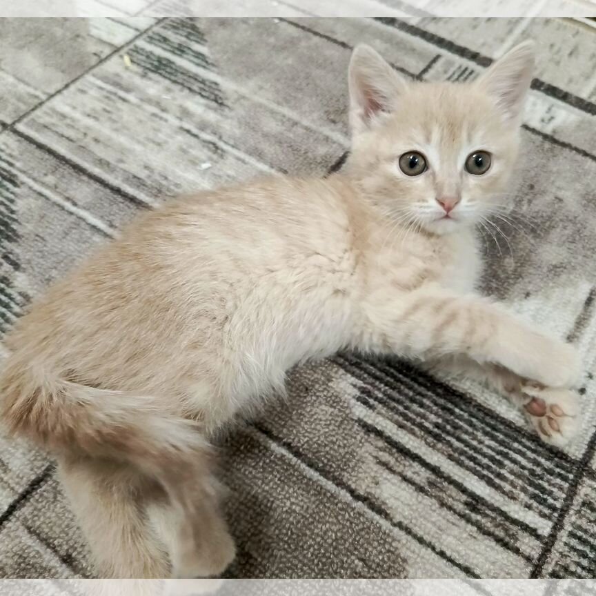 Котёнок в добрые руки